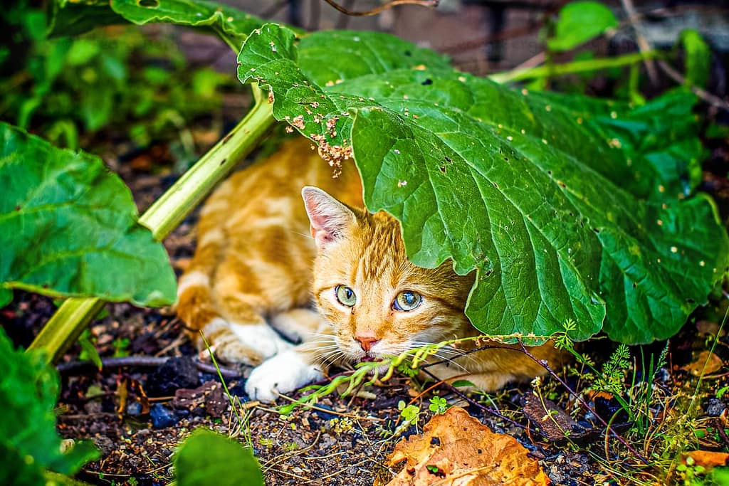 Weltkatzentag ohne Katze - Tellerrand-Stories