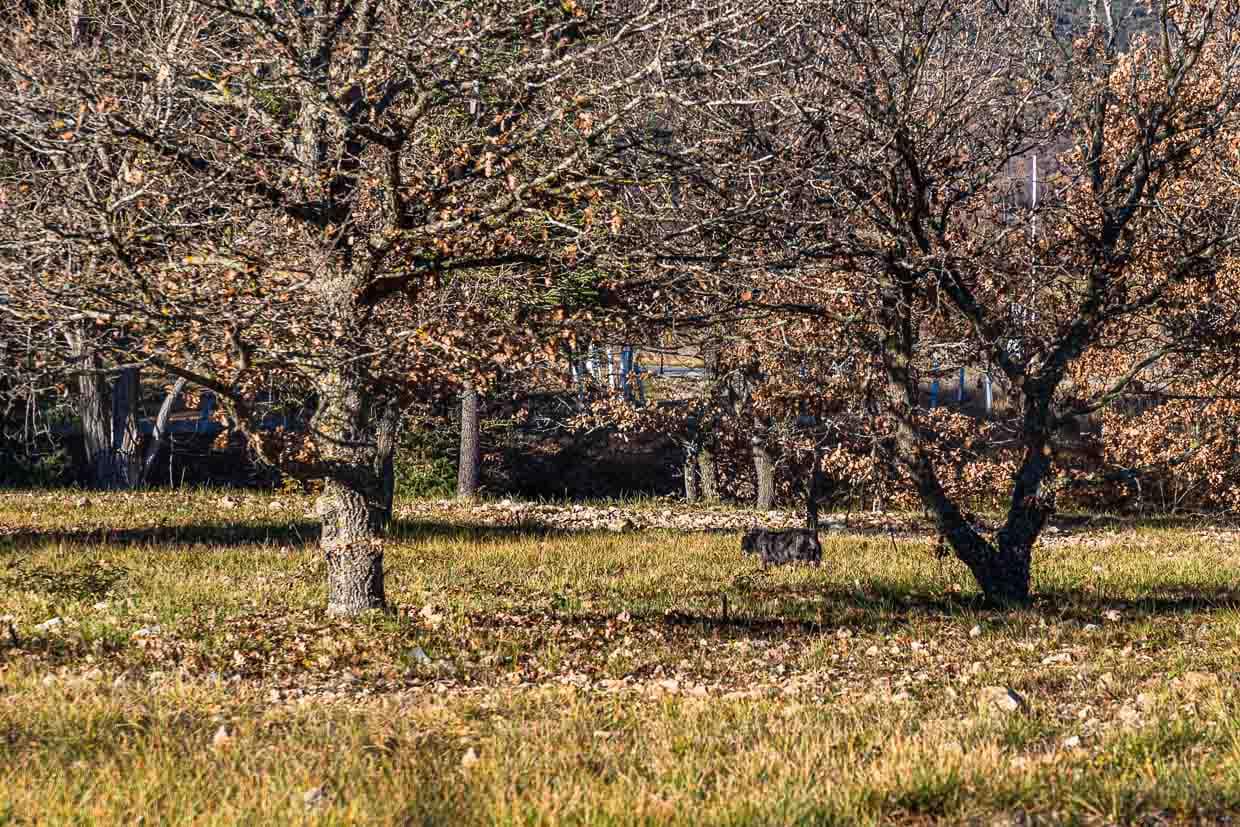 The truffle and its host, the oak tree - Tellerrand-Stories in English