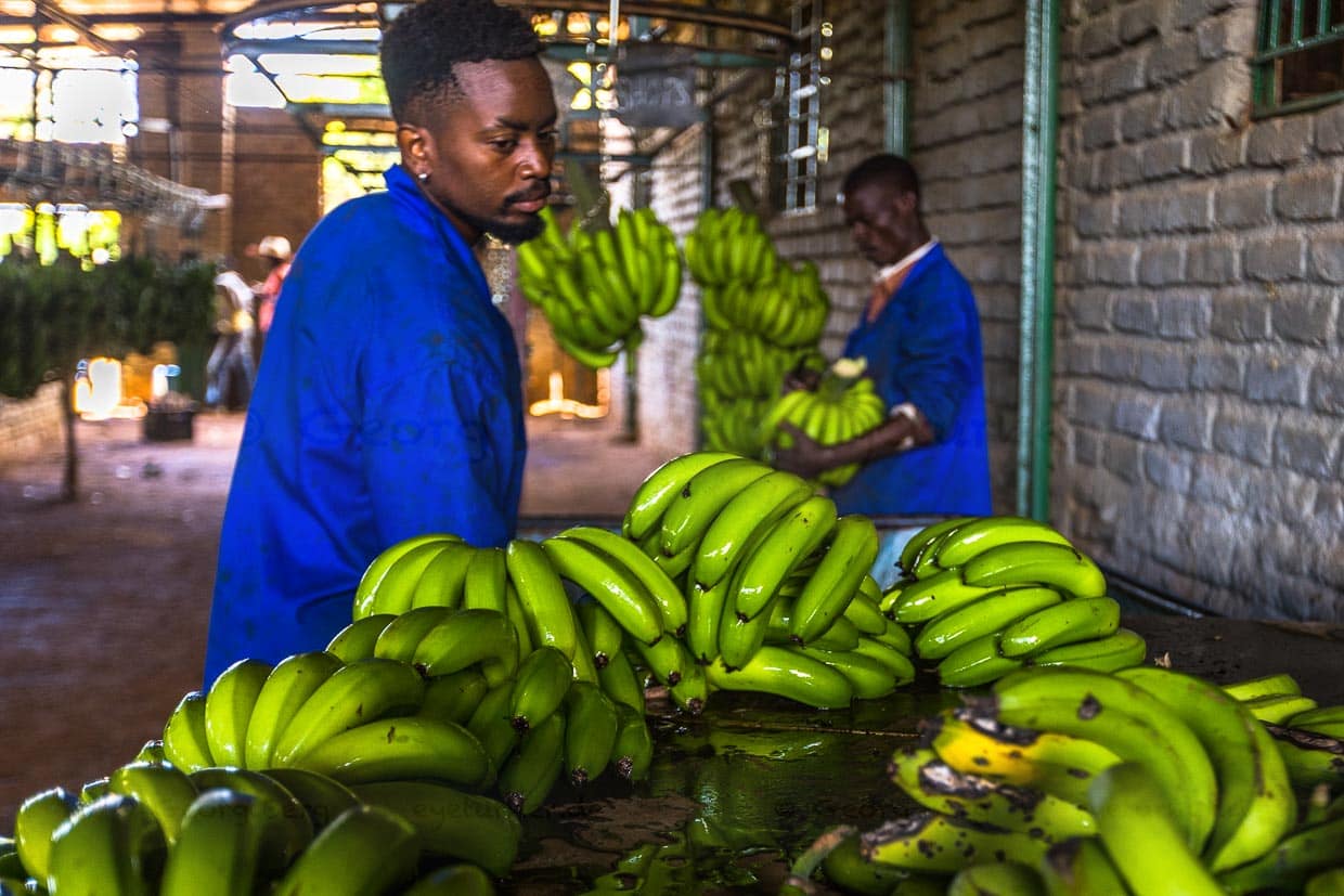 Bananen aus Malawi - Tellerrand-Stories