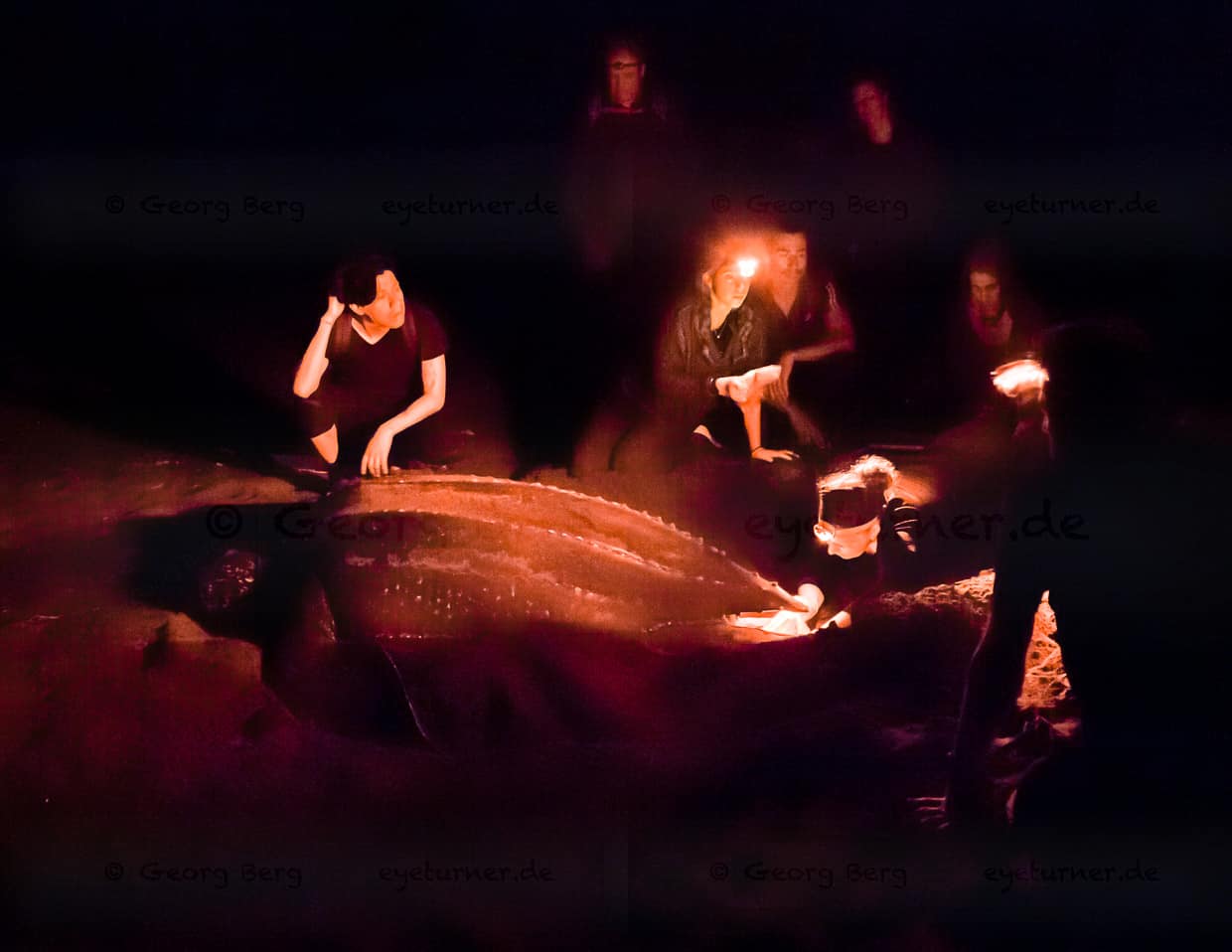 Expedition to giant leatherback turtles - Tellerrand-Stories in English