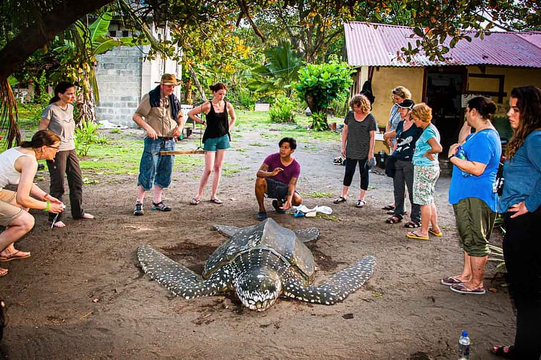 Expedition to giant leatherback turtles - Tellerrand-Stories in English