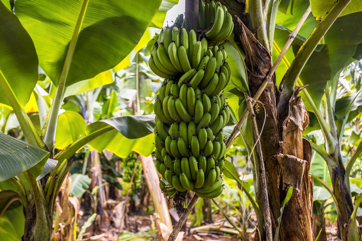 Bananen aus Malawi - Tellerrand-Stories